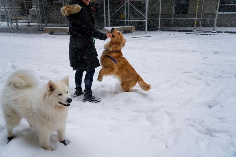 Photos: Downtown Weathers a Snowstorm - Downtown Alliance